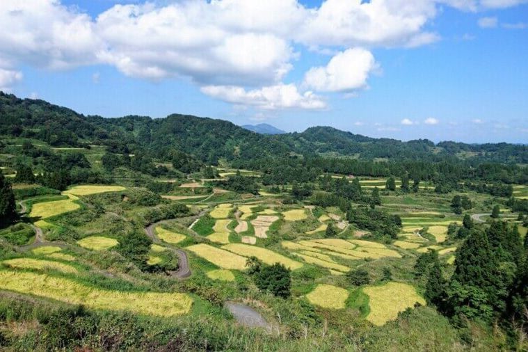 Rice Terrace Trekking｜What to See & Do｜Enjoy Niigata