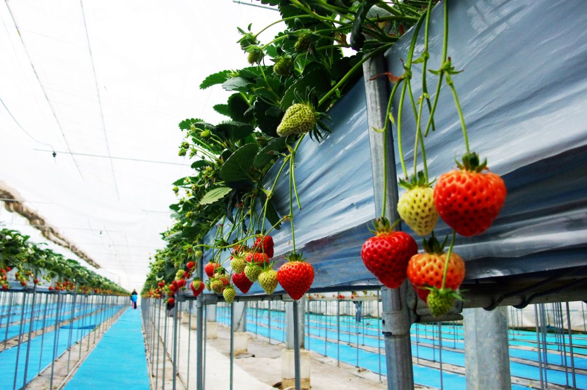 Takagi Farm｜What to See & Do｜Enjoy Niigata