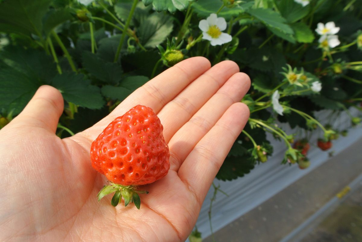 Arakawa Strawberry Farm｜관광｜Enjoy Niigata